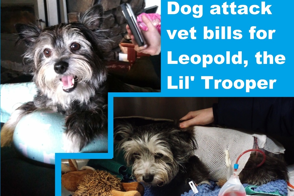 Fundraiser by Sarven McLinton : Leopold's brave recovery from a dog attack