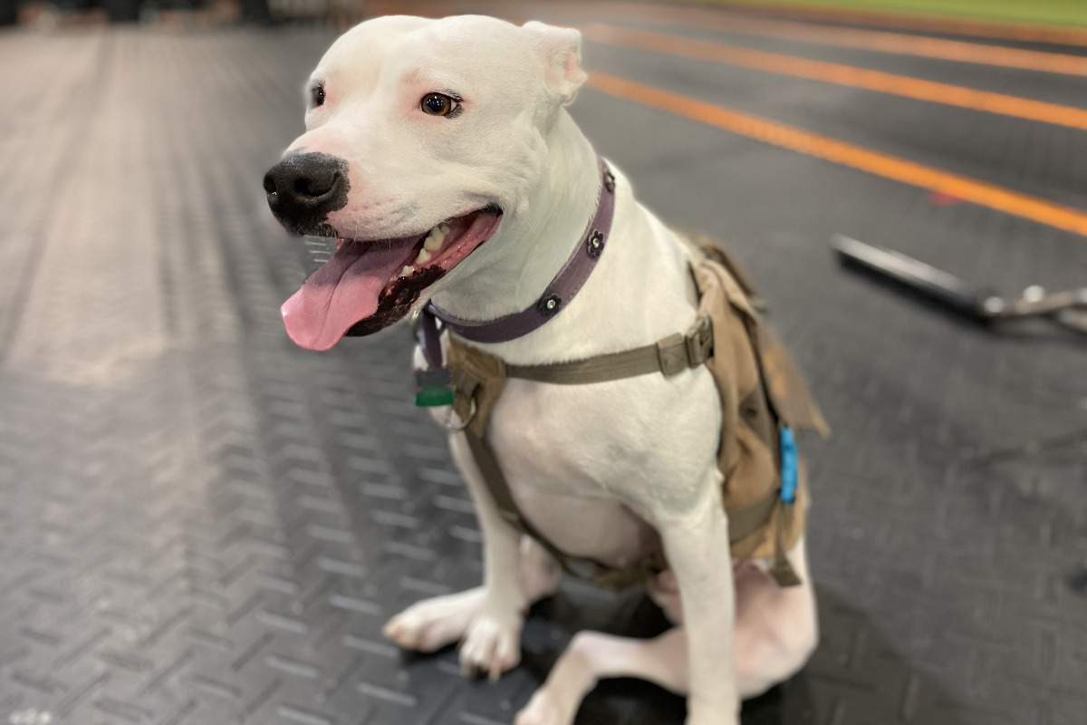 Fundraiser by Steven Saucedo : Bucks for Bela The Pit