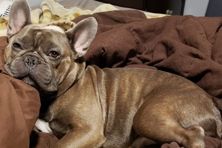 Fundraiser by JUSTENE GERONIMO : Anders - IVDD Surgery