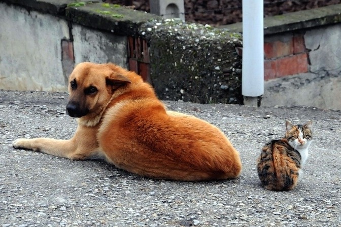 Fundraiser by Gizem Yuce : Helping stray animals in Turkey during pandemic