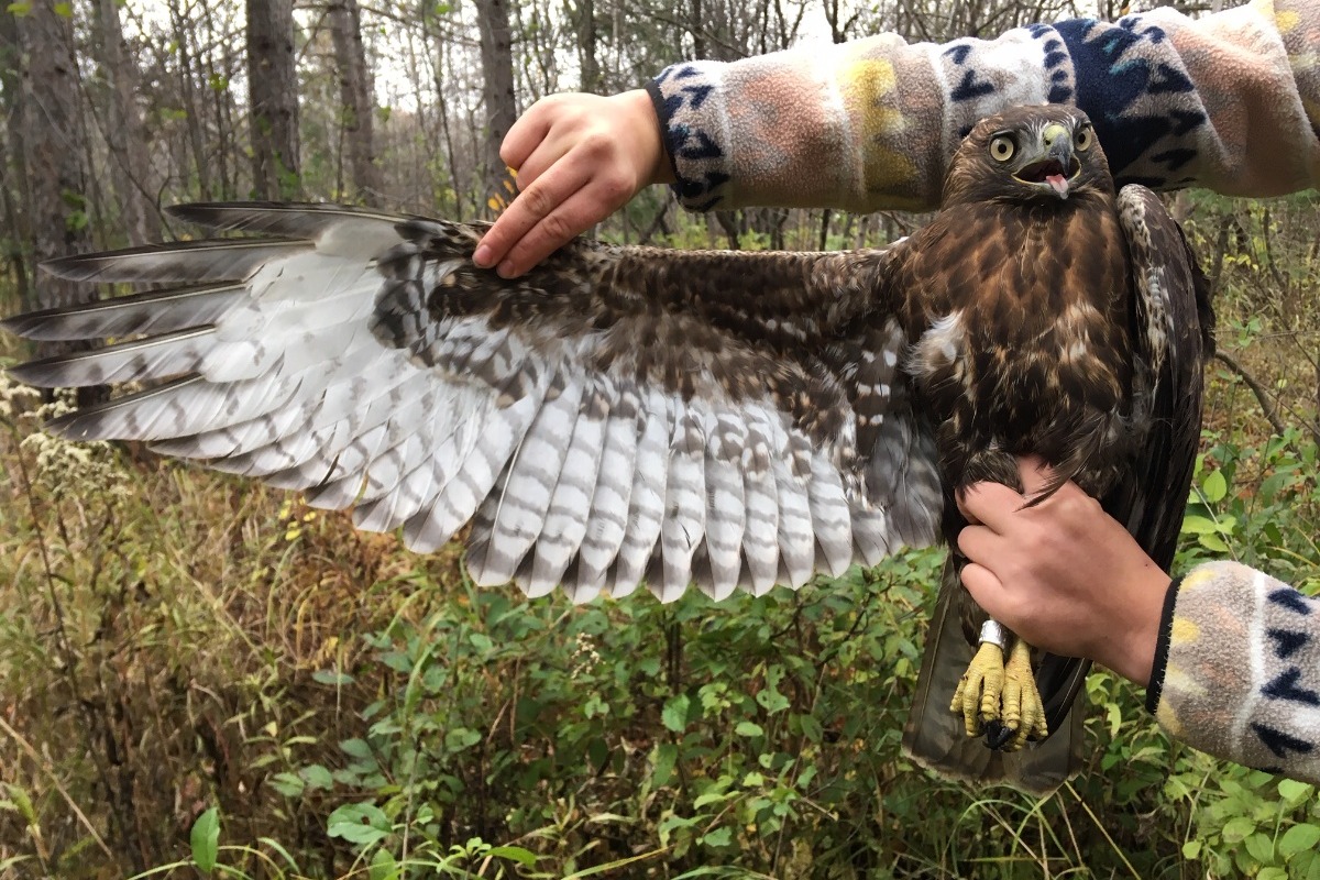 Fundraiser by Frank Nicoletti : Raptor Research