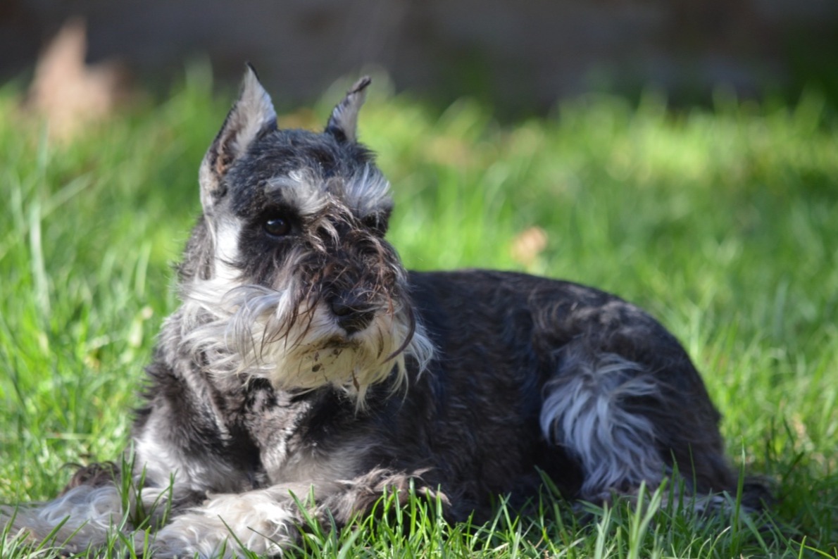 Fundraiser for Susan Mersereau by Morgan Mersereau : Grace's IMHA ...