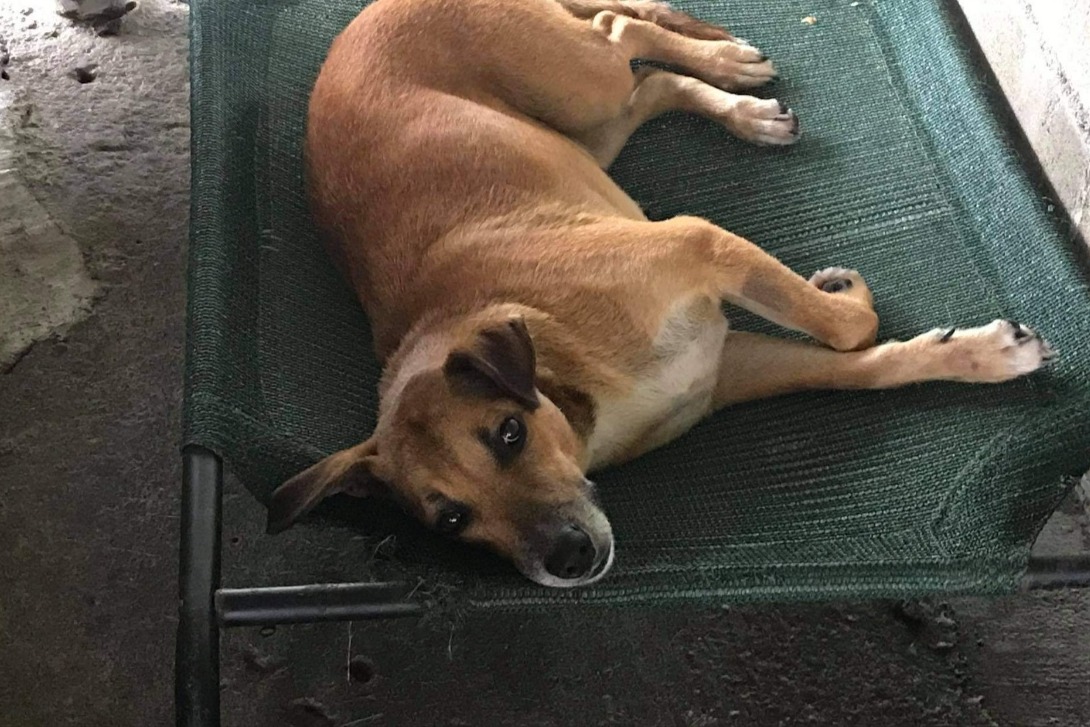 Fundraiser by Alyssa Anthea Adriano : Help American Samoa Pets & Animals!