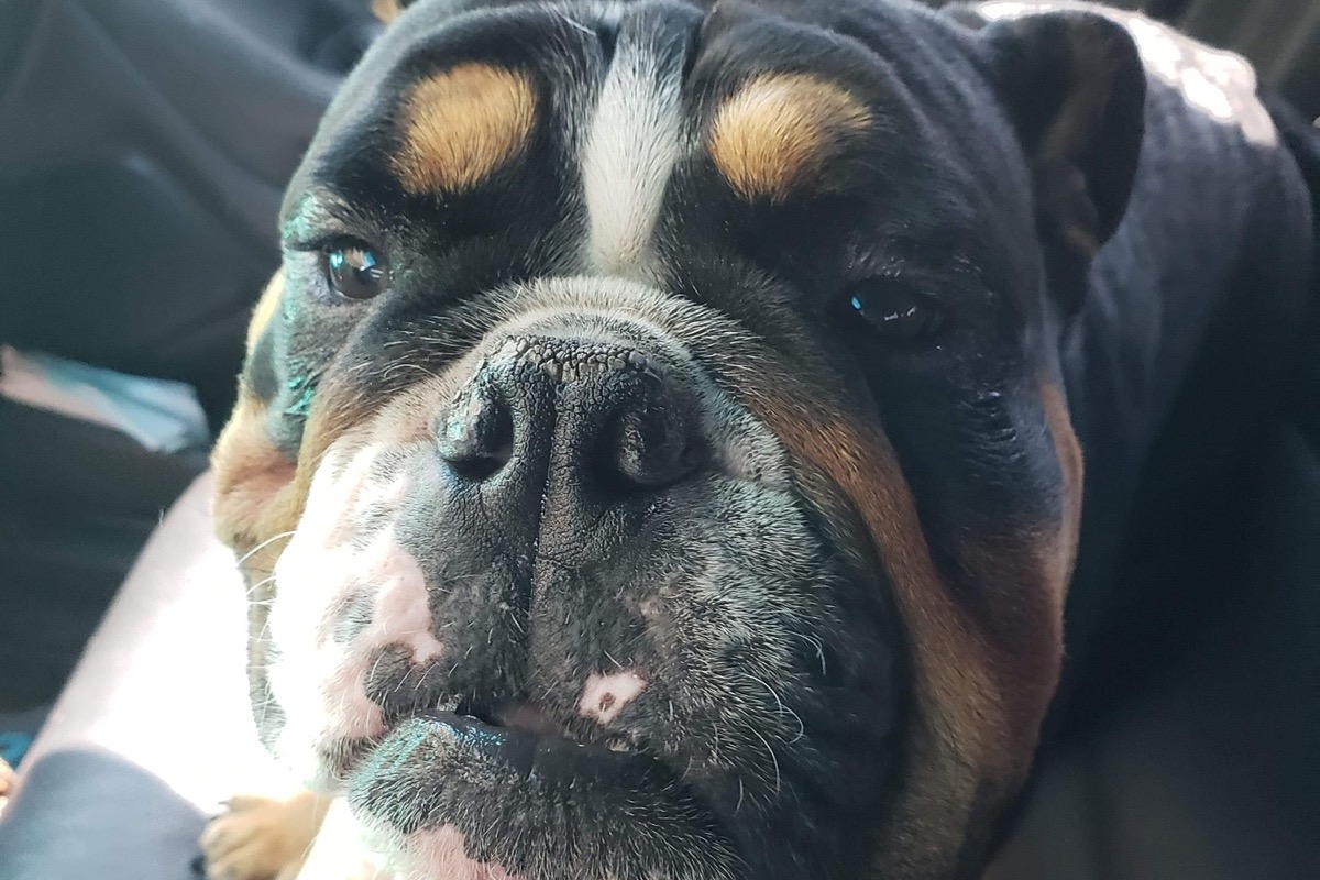 Fundraiser for Ashley Gronlie by Audra Helene Moniz : TANK NEEDS HELP!