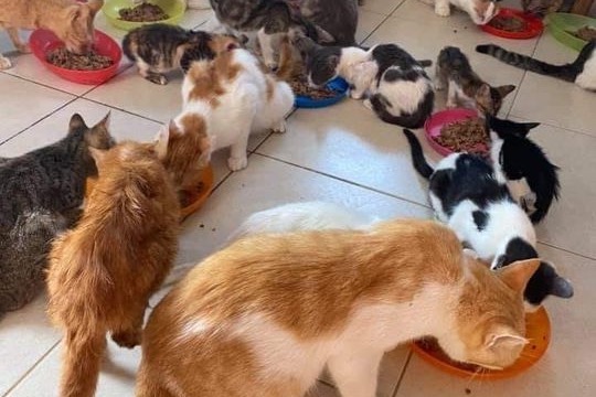 Fundraiser for Michaela Whaley by Paul Whitehouse : Kitty's of Kefalos ...