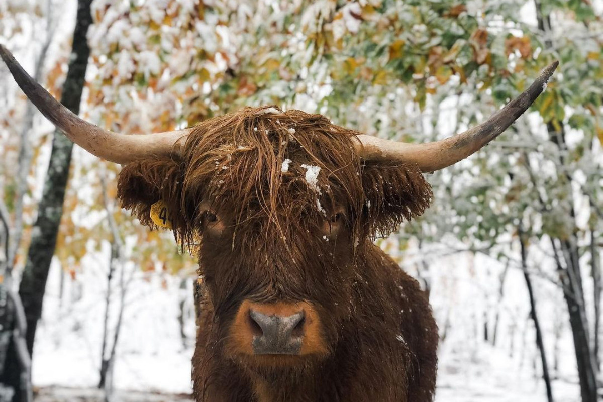 Fundraiser for Ryan Salvas by Aly Lea : Loss of cattle, vet bills