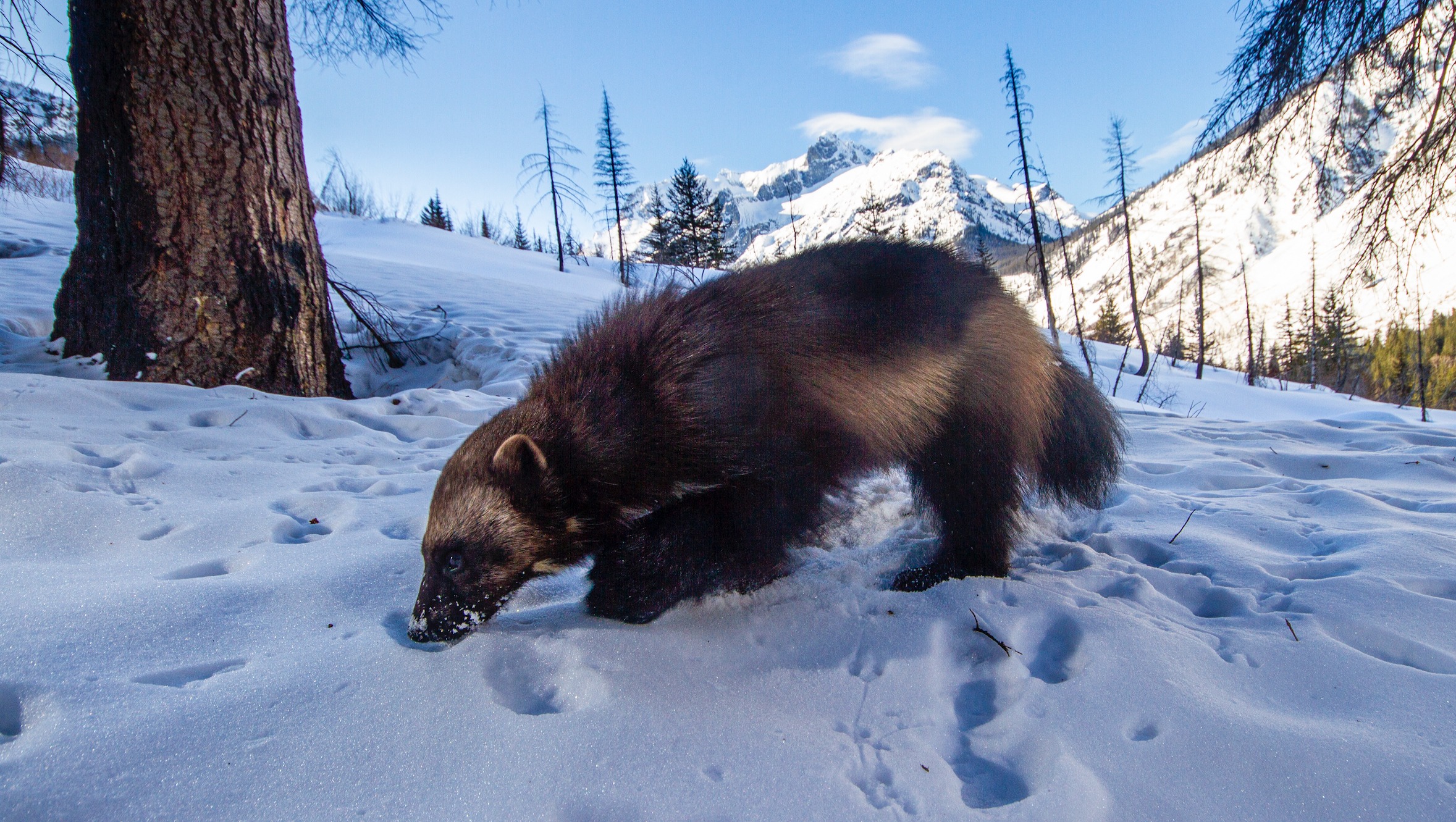 Fundraiser by Steph Williams : Cascades Wolverine Project