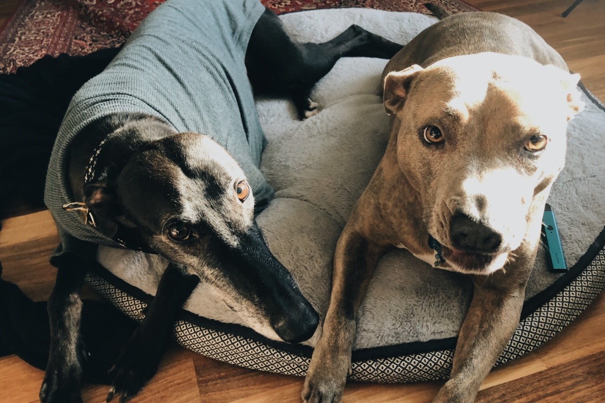 Fundraiser for Jade Daly by Isabelle Straughair : Lila Needs Tibial Surgery