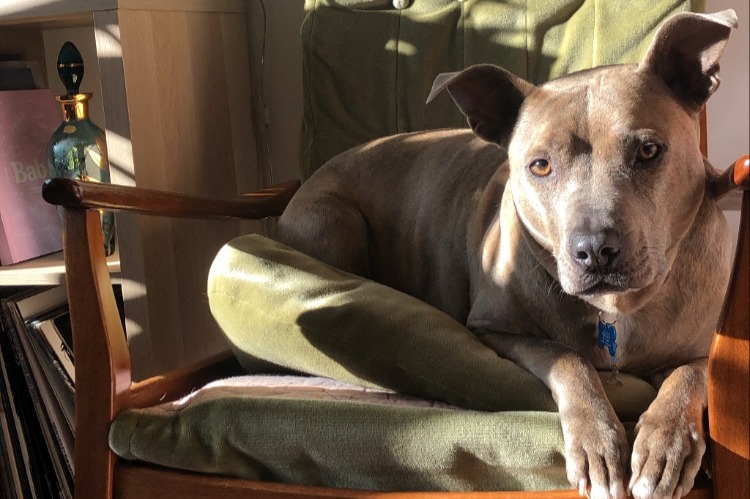 Fundraiser for Jade Daly by Isabelle Straughair : Lila Needs Tibial Surgery