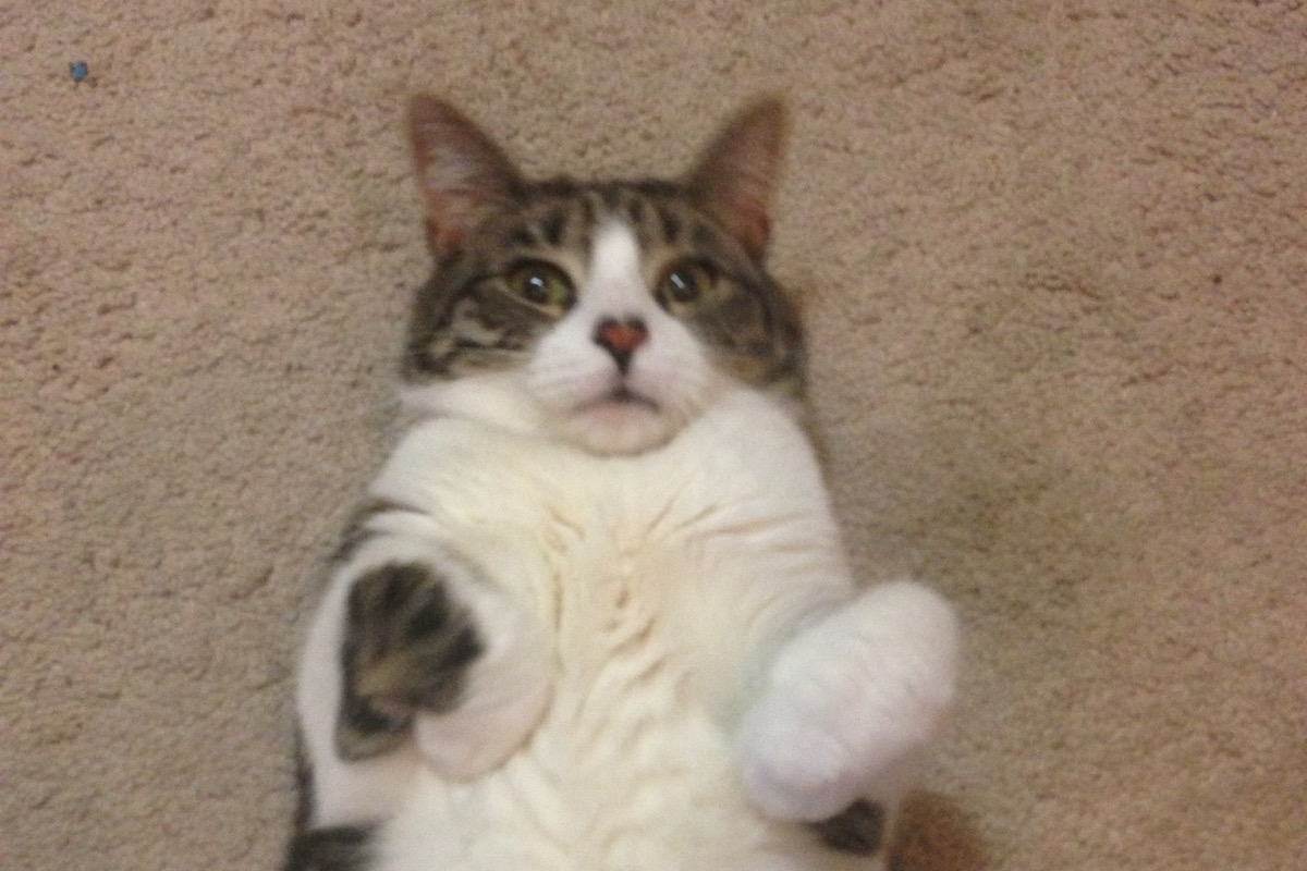 Fundraiser by Hayley Grzych : The World’s Most Expensive Cat