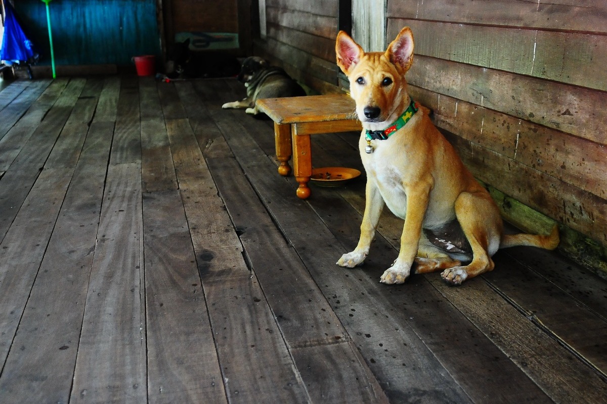 Fundraiser by Susan Hayek : Help for abandoned Thai temple dogs