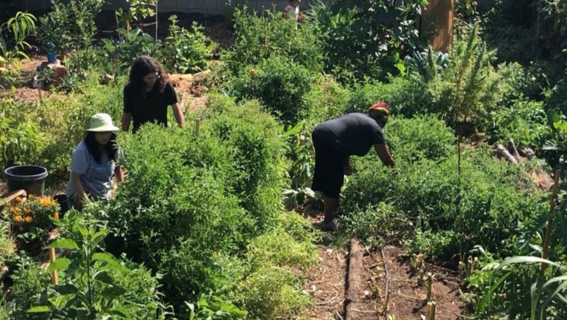 Fundraiser by Abudu Nininger : Akwaaba Food Forest Project