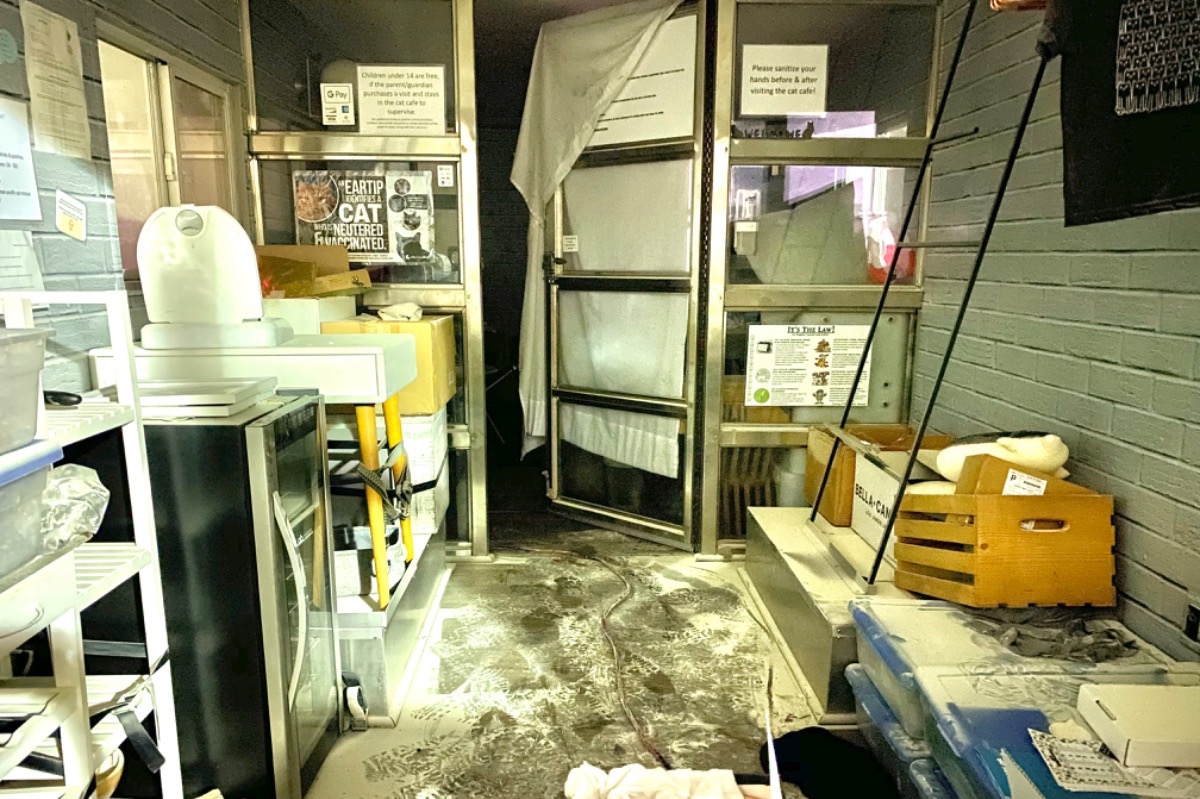 Fundraiser by Janet Pao : Moon Cat Cafe Recovery Fundraiser