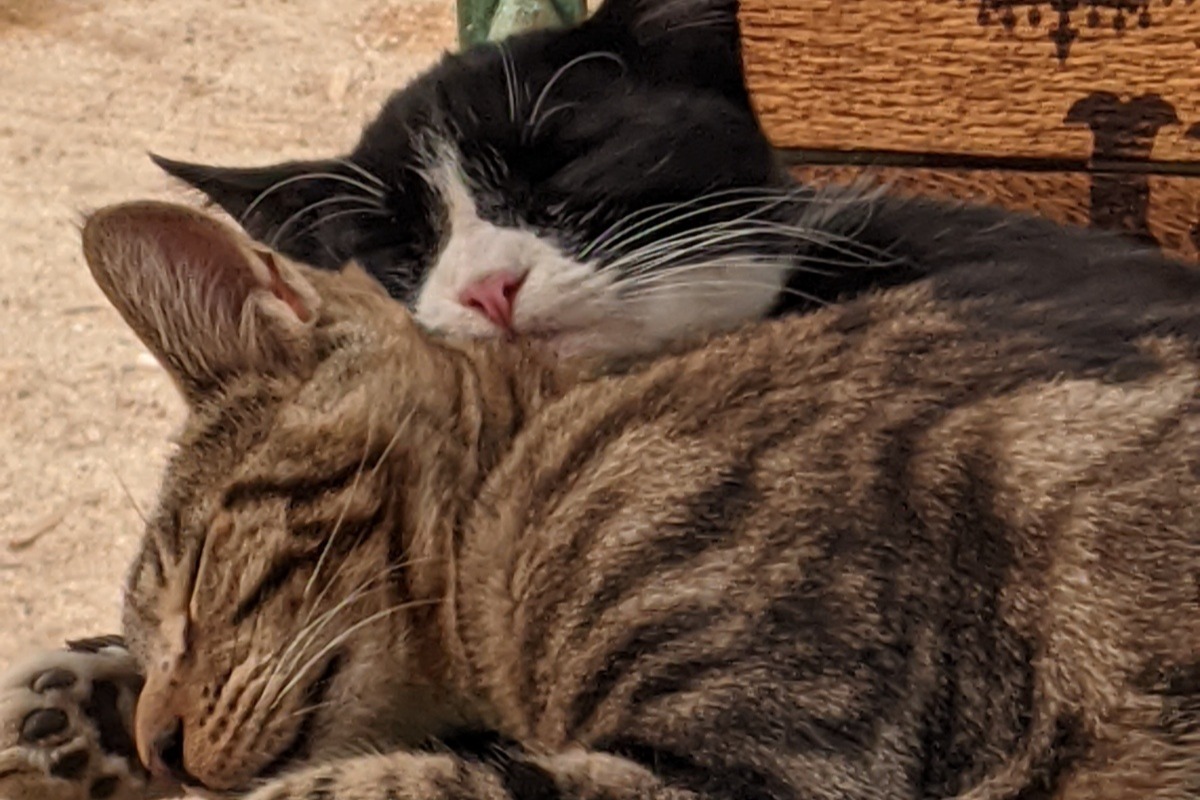 Fundraiser by Terri Endrodi : Itty Bitty cat family