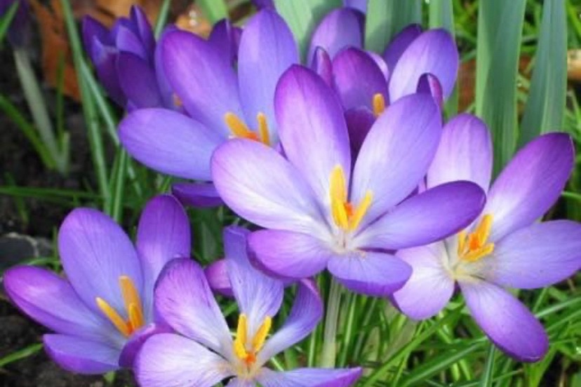 Fundraiser for Crocus Cancer Support Centre Limited By Guarantee by ...