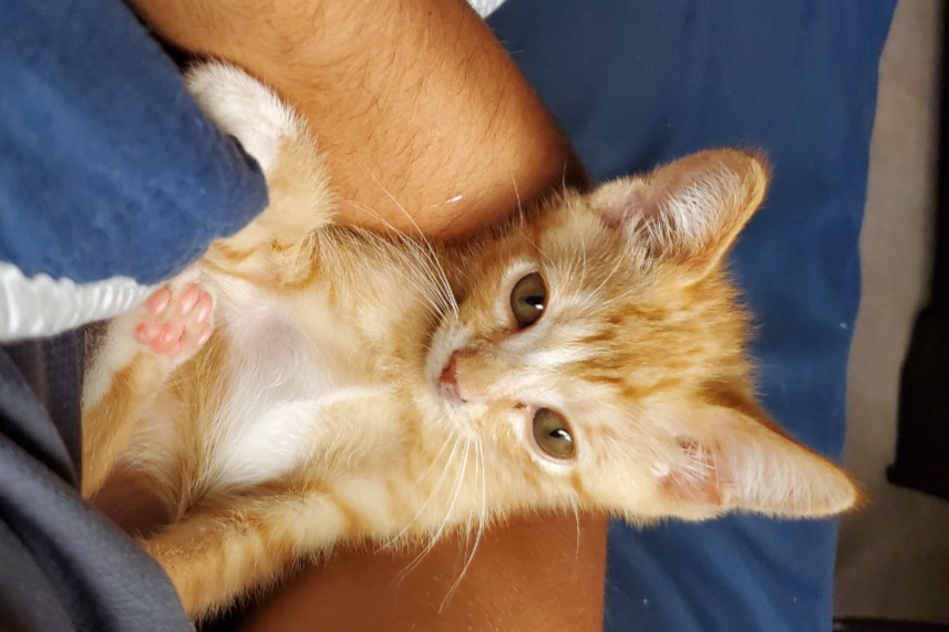 Fundraiser by Colin Zammit : My Kitten Khaleesi