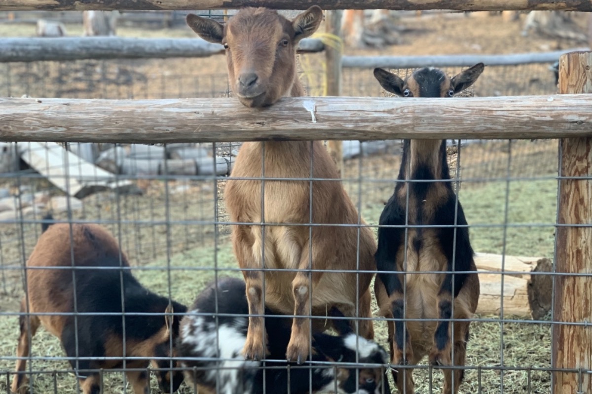 Fundraiser by Tammy Yurich : Troublesome Fire Evacuated Animals Feed Relief