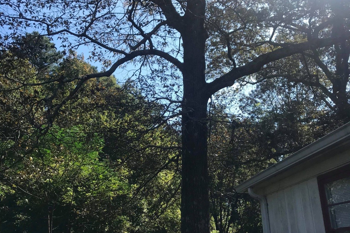 Fundraiser for Angel Whitworth by Bessie Oakley : Angel's Dying Tree ...