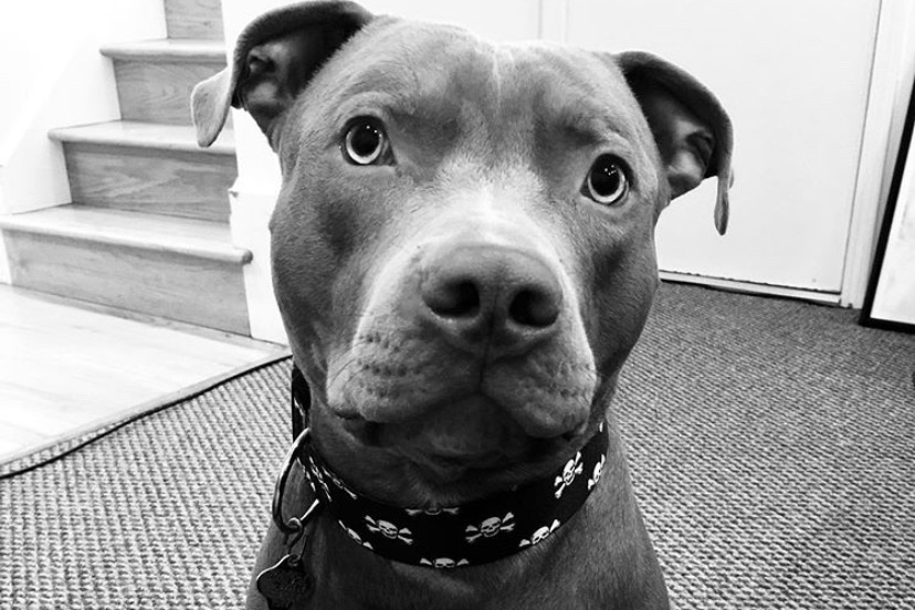 Fundraiser for Josue Nieves by Katie Lenckus : Briggs needs your help!