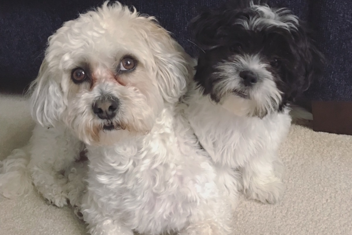 Fundraiser by Sarah Manos : Justice for Kirby & Daisy