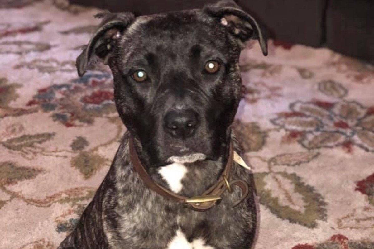 Fundraiser for Danae Dobler by Mindy Bowles : Willows surgery after ...