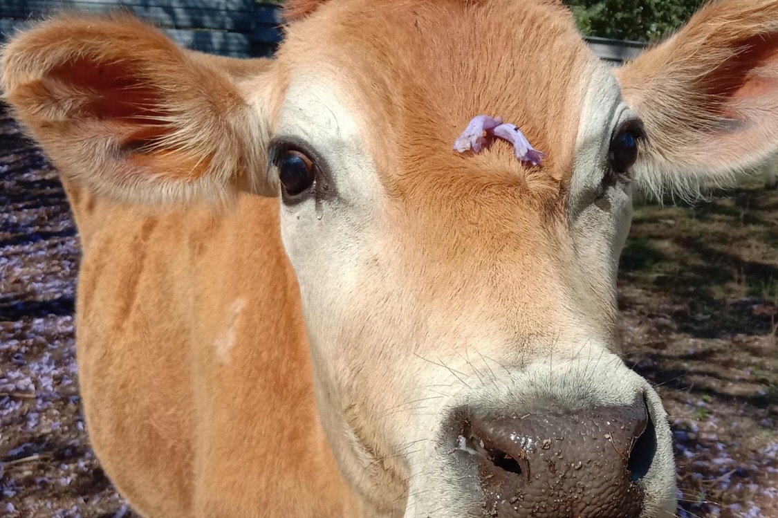 Fundraiser for Rebecca Golding by Helena Mills : A Right to Live Animal ...