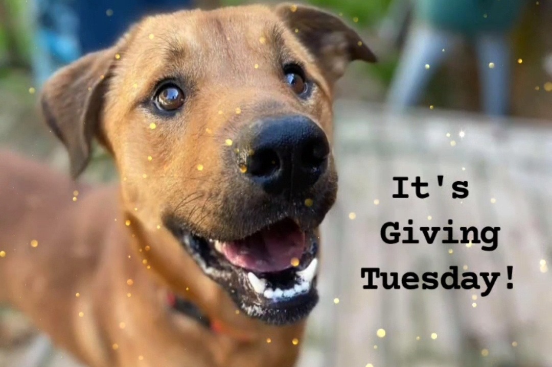 Fundraiser by Michelle James : Giving Tuesday for Downtown Dogs Group