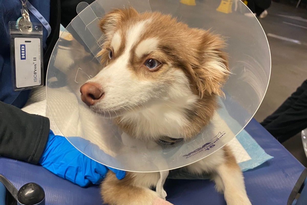 Fundraiser for Megan Viola by Sylvia Dang : Help Koda Play Again!
