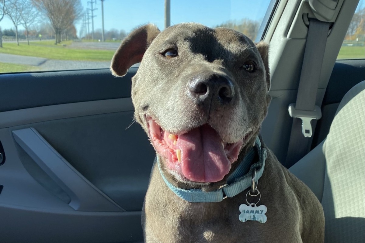 Fundraiser for Braden Flynn by Casey Bigler : Sammy the Rescue Dog's ...