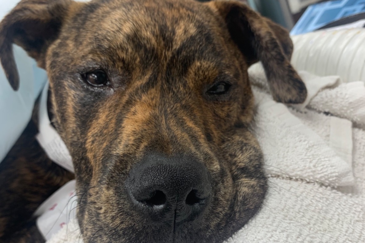 Fundraiser by Amber LaPointe : Help Support Miller