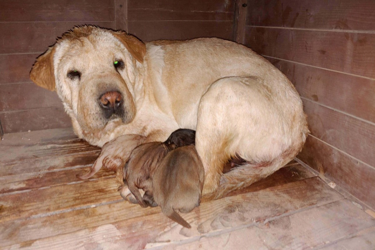 Fundraiser by Kim Abbs : Luna and her babies have parvo