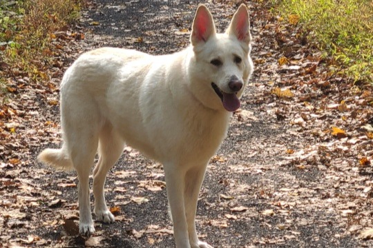 Fundraiser by Marina Foley : Please help Eva run again!