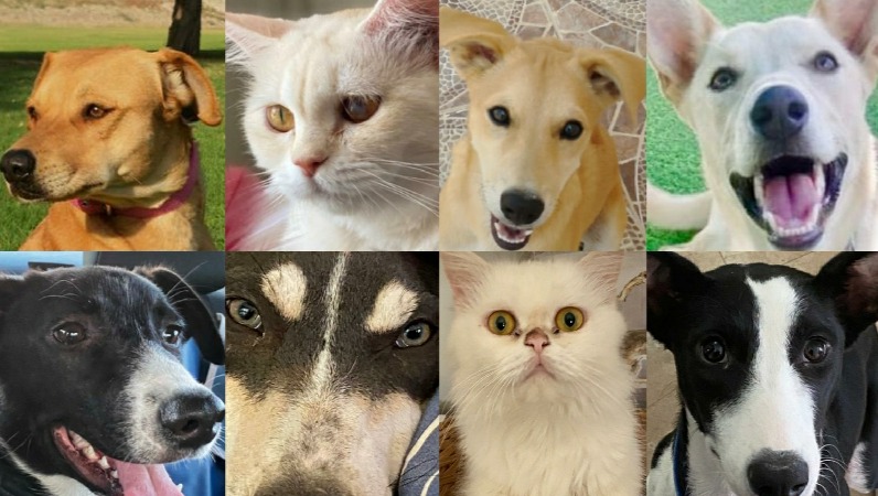 Fundraiser by Michelle Ely : Omani Paws Assistance Fund-ongoing support