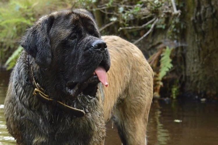 Fundraiser by Tracey Tinsley : Arthur's Vet Fund