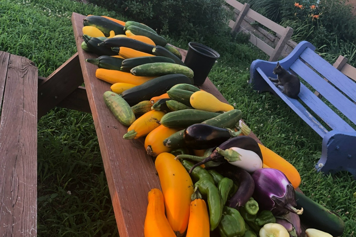 Fundraiser for Aspen Farms Community Garden by Wanda Scott : Aspen ...