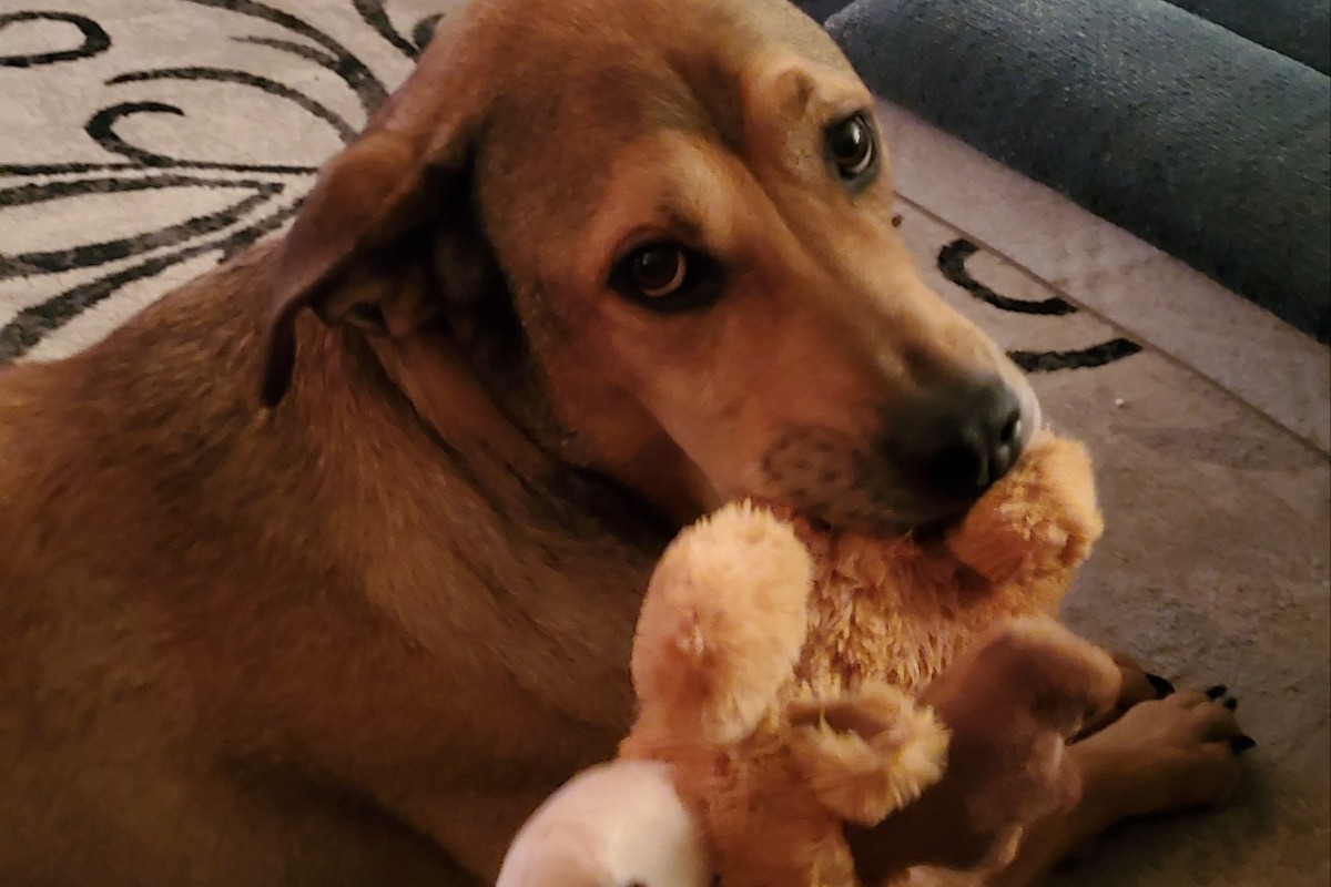 Fundraiser for Nicole Passut by Susan Persson : Help Nicole's dog ...