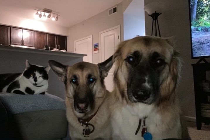 Fundraiser by Rian Austin : Helping Erin with Rambo and Gypsy