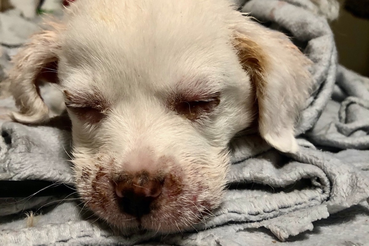 Fundraiser by Wags & Walks Rescue : David Has The Puppy Strangles