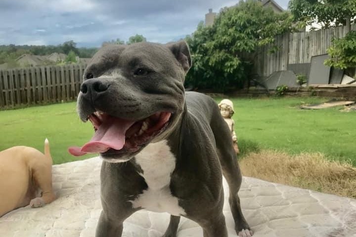 Fundraiser for Jason Fiveash by Anna Tolleson : Drake's Journey to Recovery