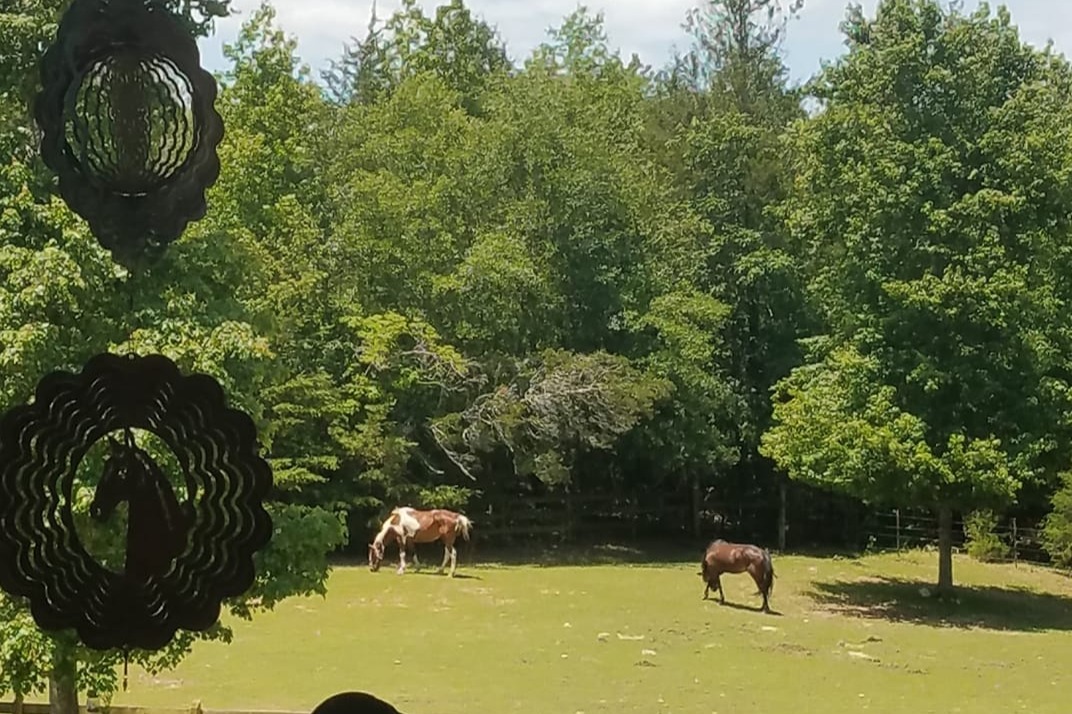 Fundraiser by Harry Marchant : Cedar Knoll Rescue Sanctuary