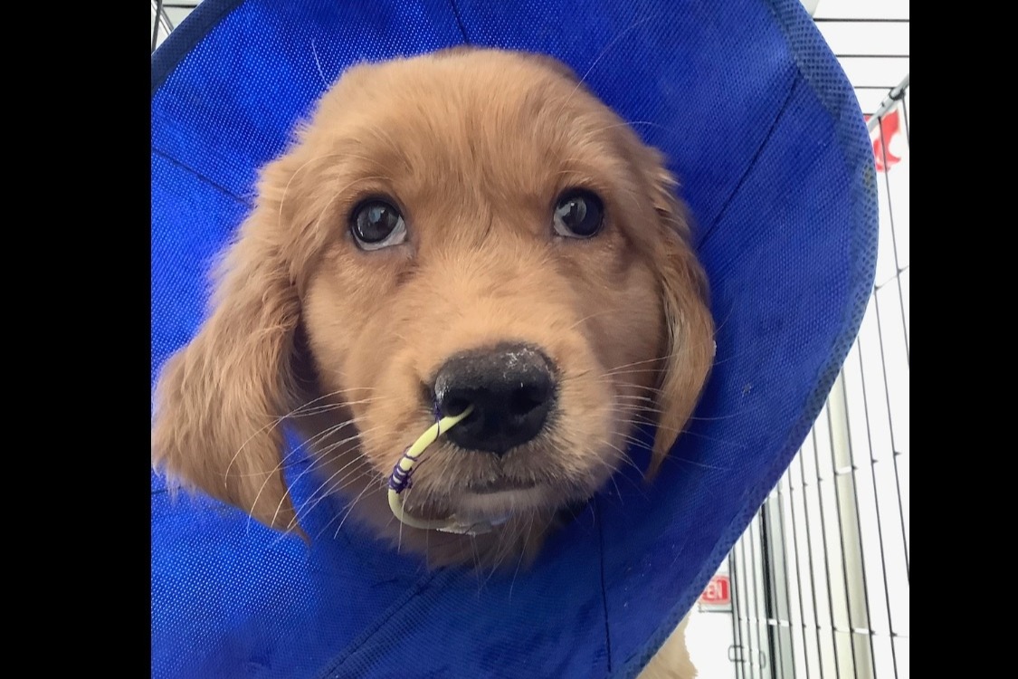 Fundraiser for Ruby Garcia by Teresa Garcia : Please help our puppy ...