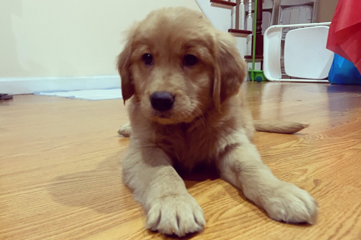 Fundraiser for Ruby Garcia by Teresa Garcia : Please help our puppy ...