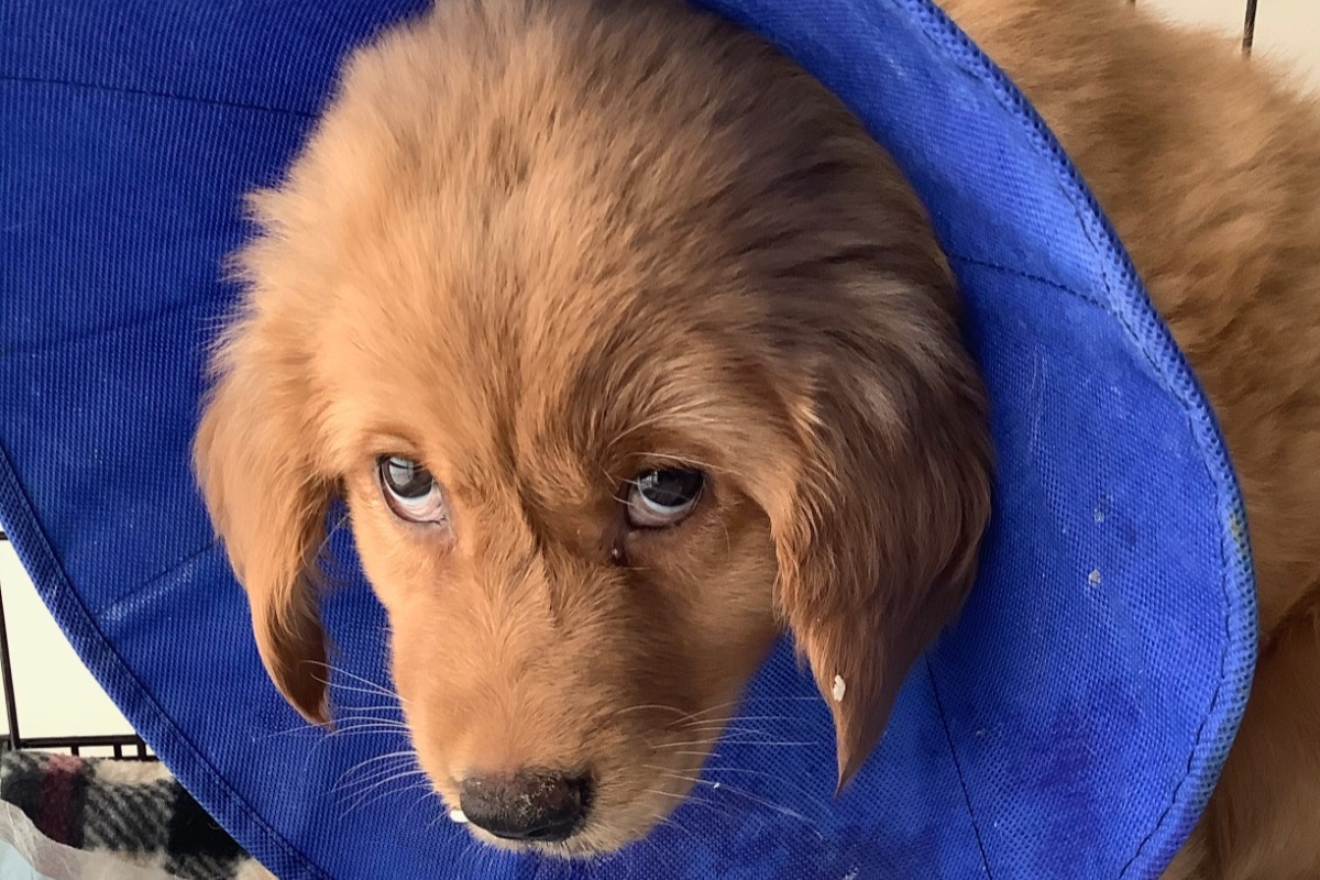 Fundraiser for Ruby Garcia by Teresa Garcia : Please help our puppy ...