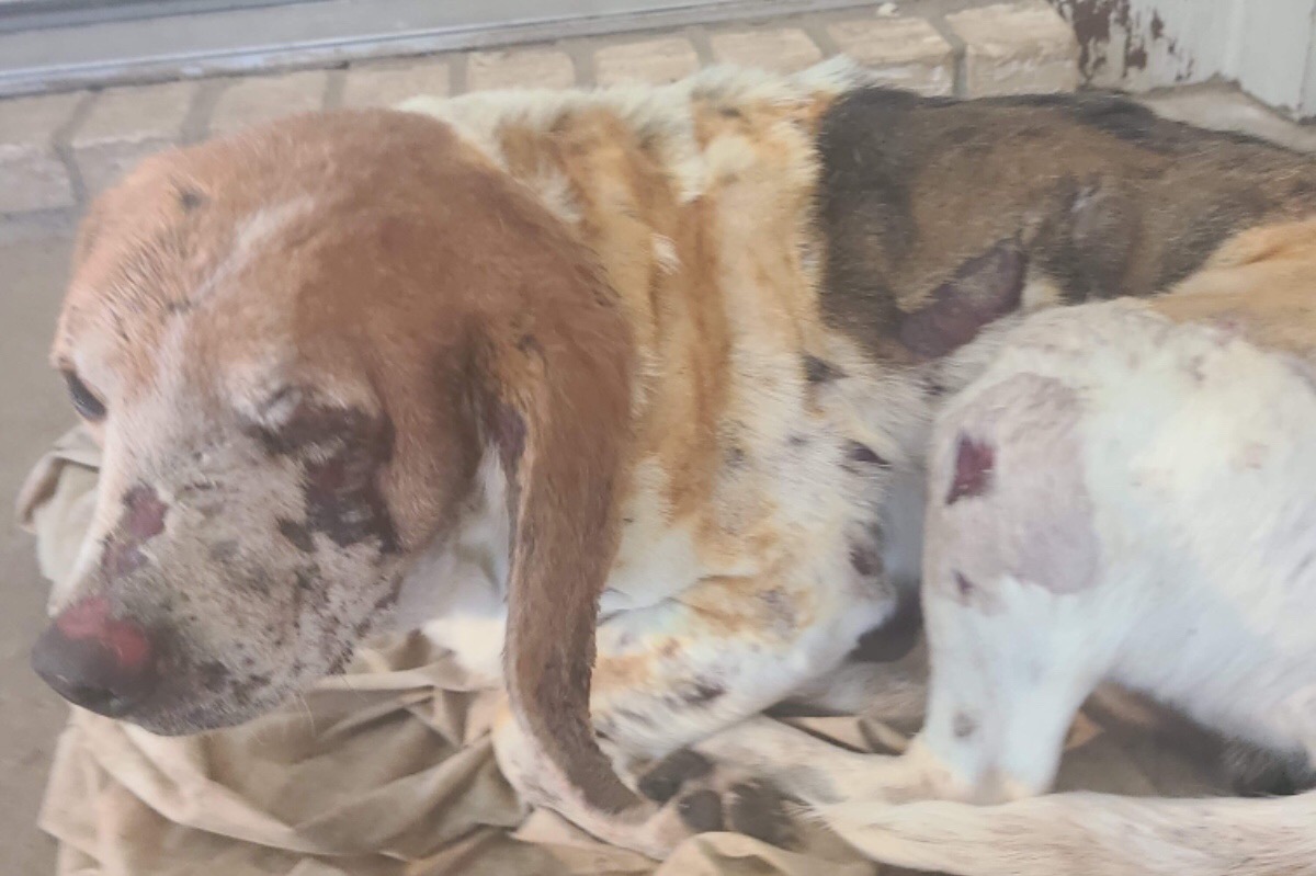 Fundraiser by Karen Massar : Help Little Beagles out after the barn fire