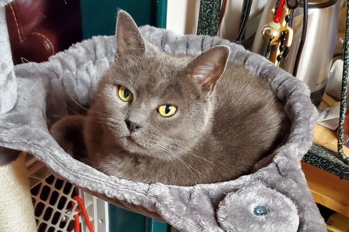 Fundraiser by Sam Coutch : Help Gatsby Get His Surgery!