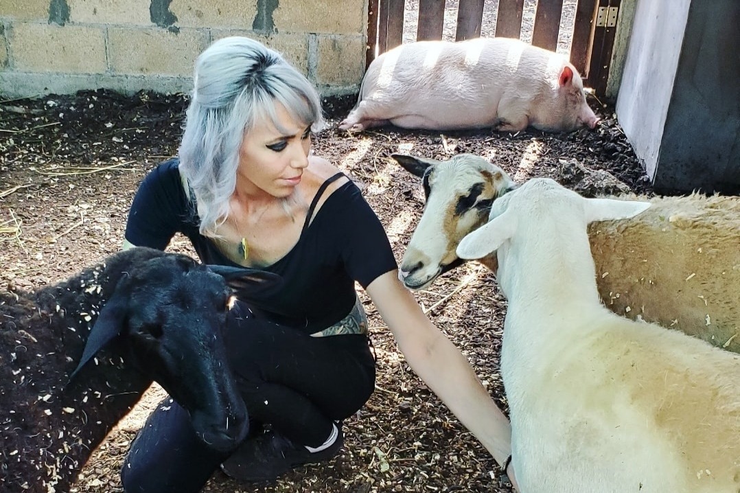 Fundraiser by Amanda Washburn : Save my Sanctuary and Home, Black Sheep ...