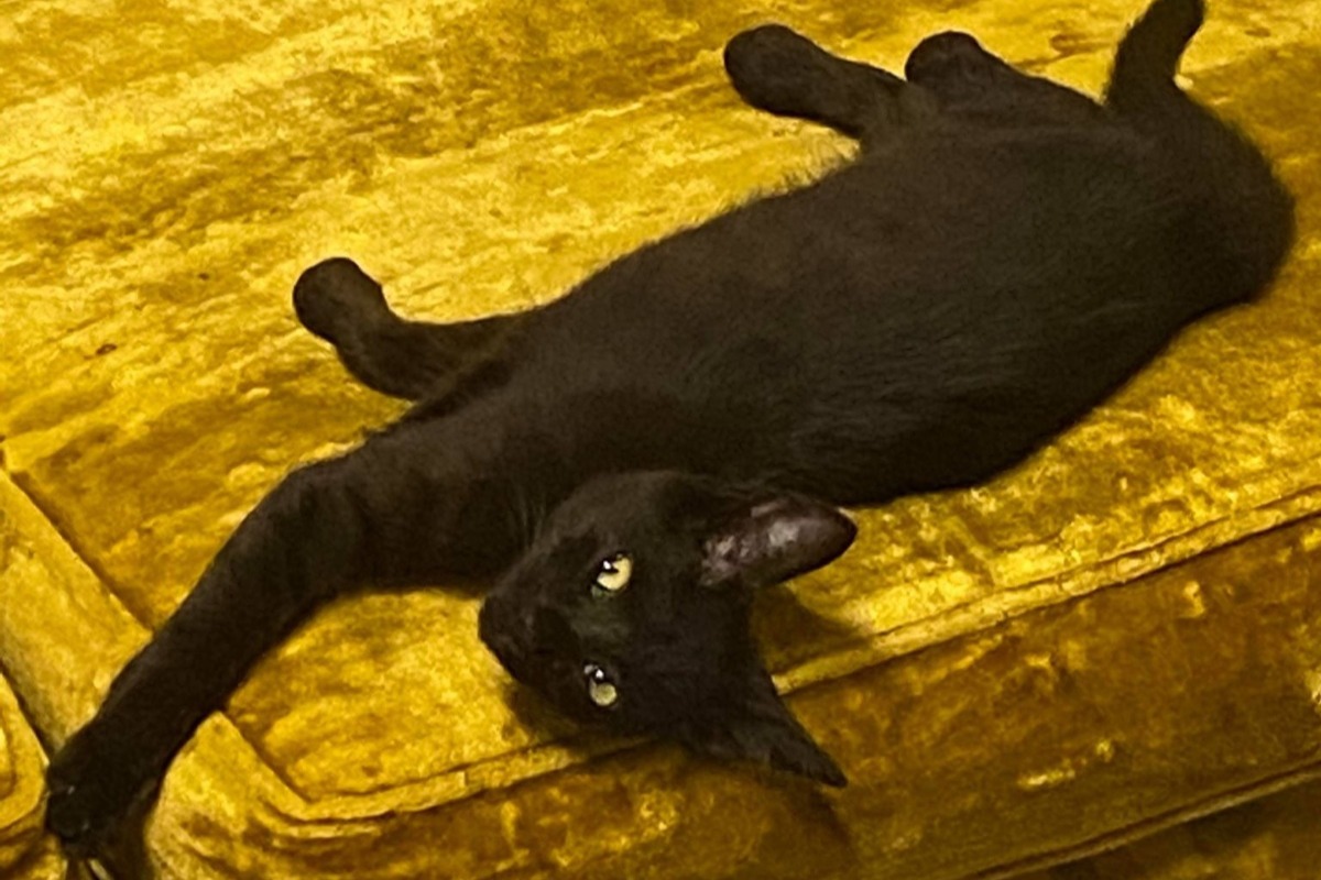 Fundraiser By Pamela Augustine Feral Cat Medical Expenses For Denise fundraiser-by-pamela-augustine-feral-cat-medical-expenses-for-denise