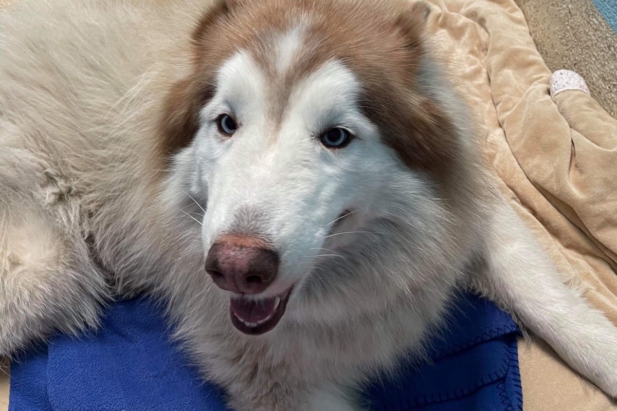 Fundraiser by Rosalie Golbahar : Help Husky Hurricane get her ACL ...