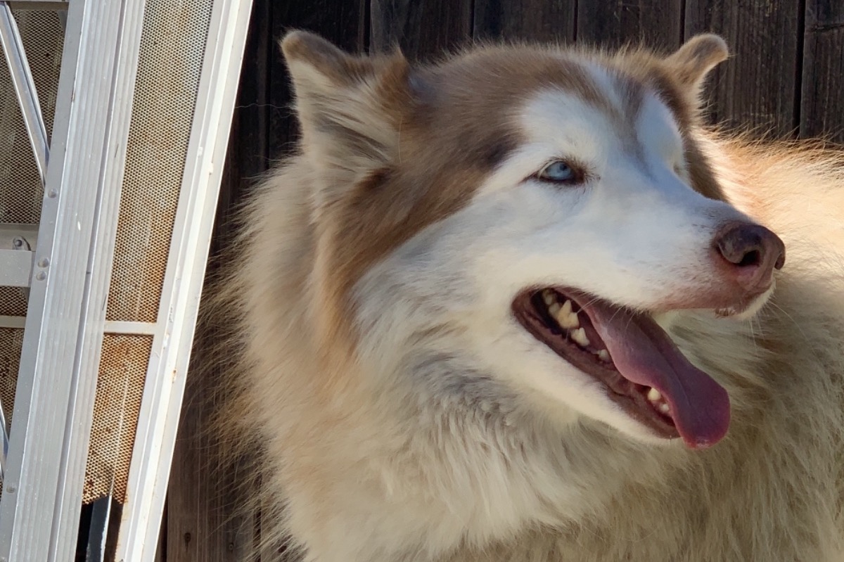 Fundraiser by Rosalie Golbahar : Help Husky Hurricane get her ACL ...