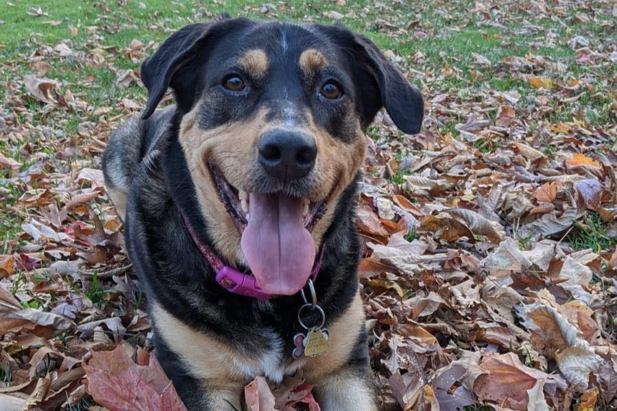 Fundraiser by Nicole Gumapac : Please Help Nala Get Surgery!